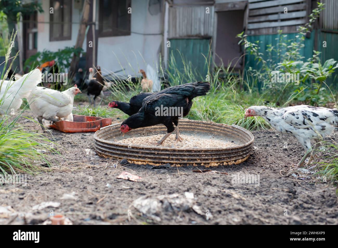 Chickens eat in traditional rural farm. Poultry farming concept Stock ...