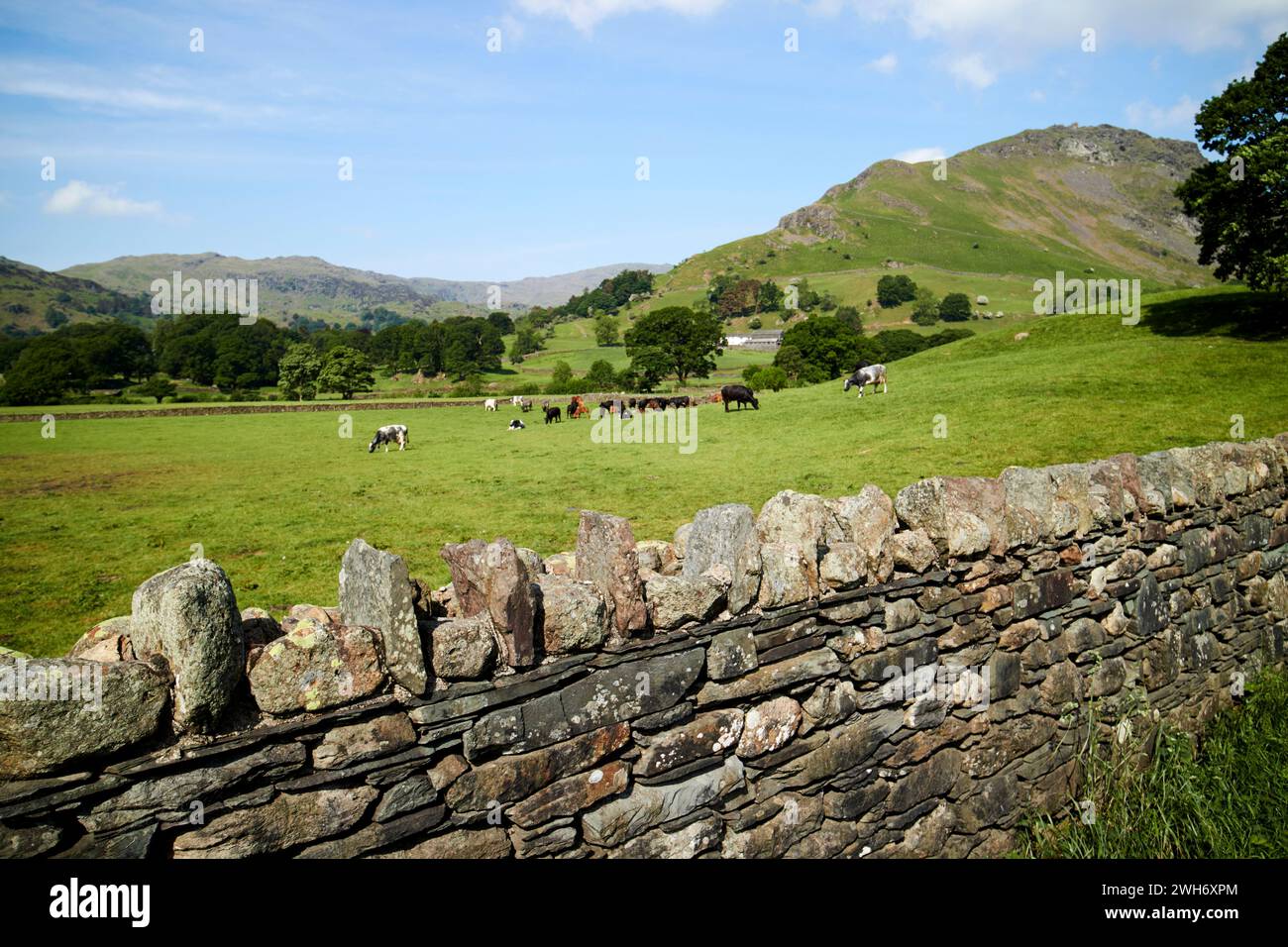 locally sourced stone wall with typical cumbrian construction style ...