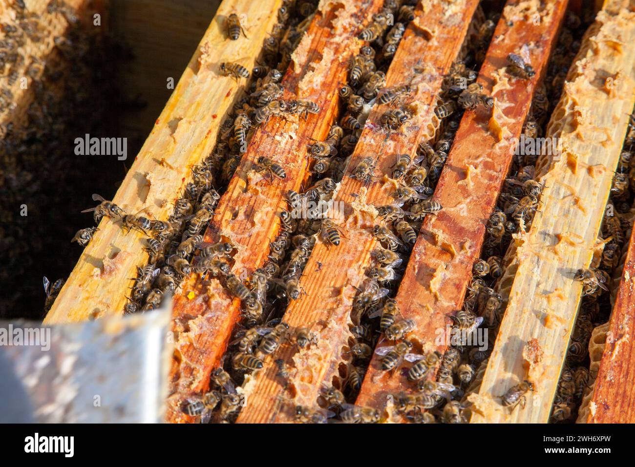 Frames of a beehive. Close up view of the opened hive body showing the ...