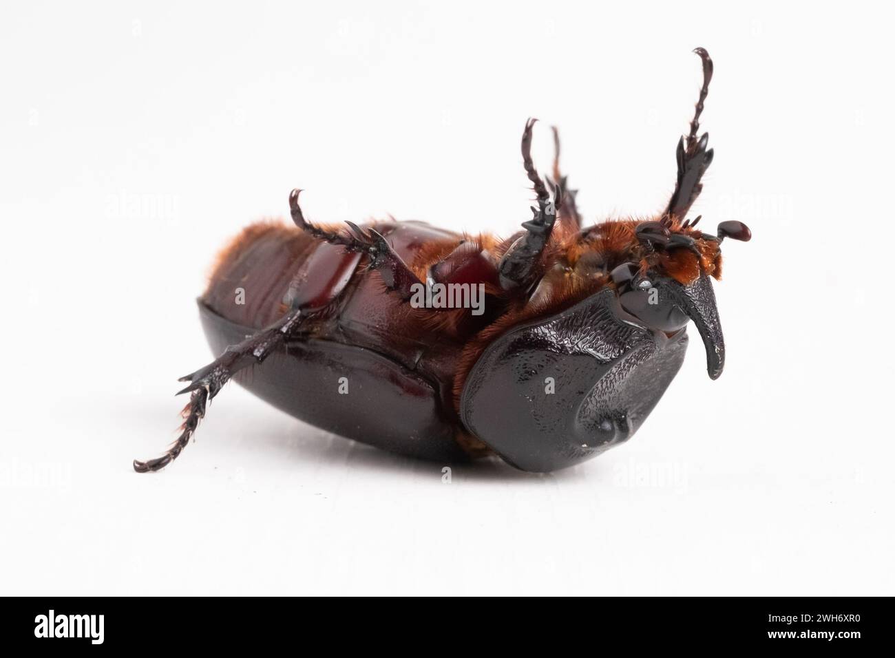 Dead rhinoceros beetle on white background Stock Photo - Alamy