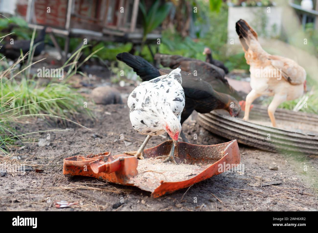 Chickens eat in traditional rural farm. Poultry farming concept Stock ...