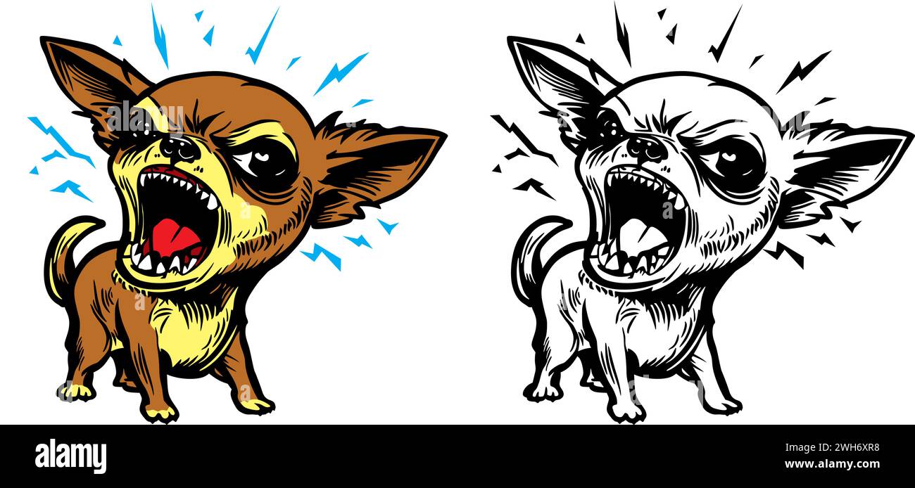 Angry chihuahua hi-res stock photography and images - Alamy