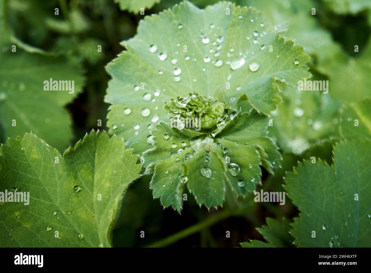 raindrops collecting on leaves in a woodland in the lake district ...
