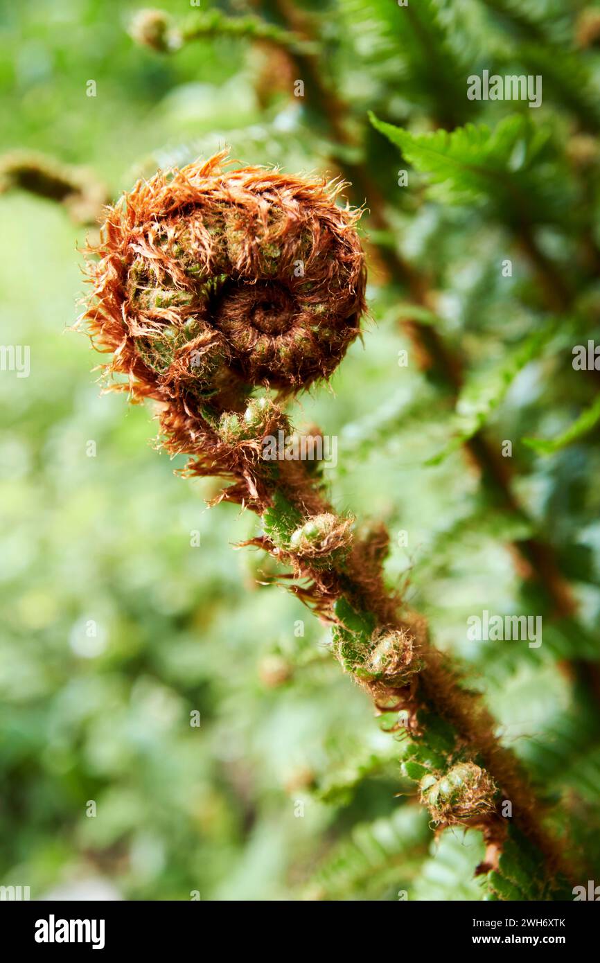 young fiddlestick fern growing in a forest in the lake district cumbria ...