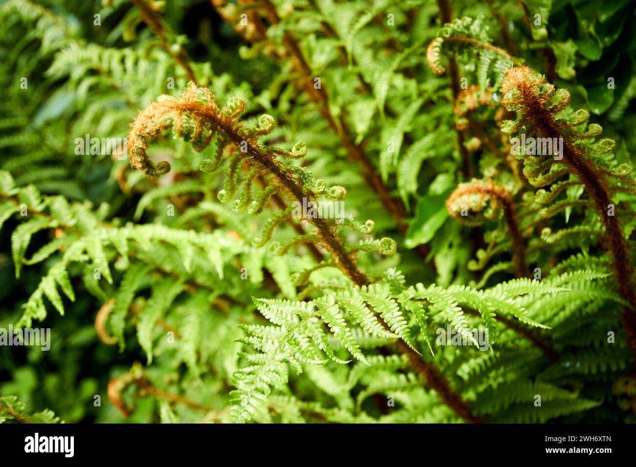 ferns growing with fiddlehead fronds in a forest in the lake district ...