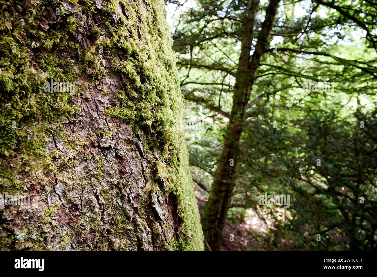 moss growing on the north side of a redwood tree in woodland in the ...