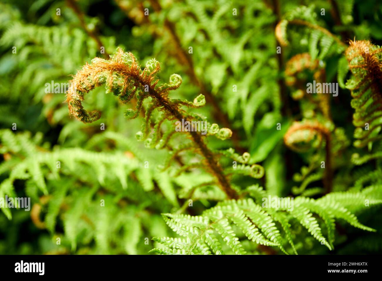 fern growing with fiddlehead fronds in a forest in the lake district ...