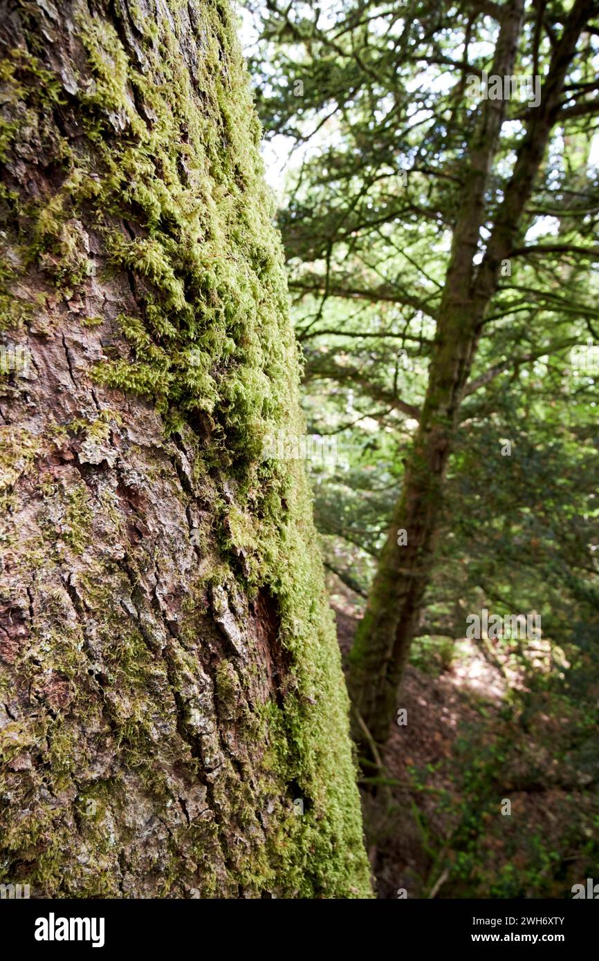 moss growing on the north side of a redwood tree in woodland in the ...
