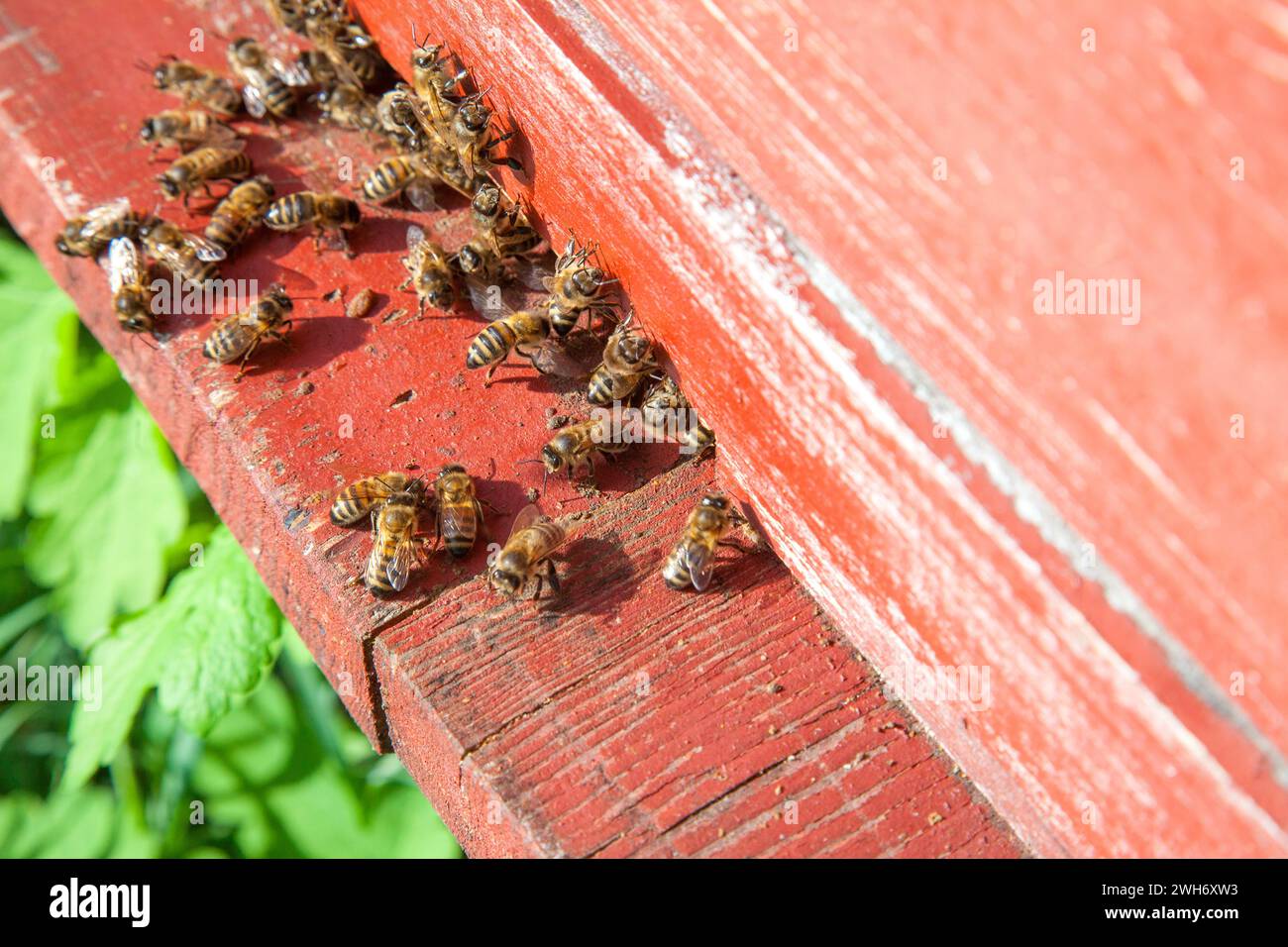 Frames of a beehive. Plenty of bees at the entrance of old beehive in ...