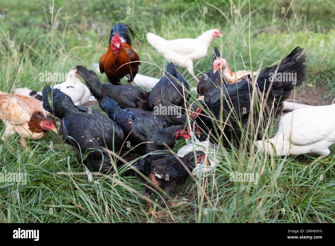 Chickens eat in traditional rural farm. Poultry farming concept Stock ...