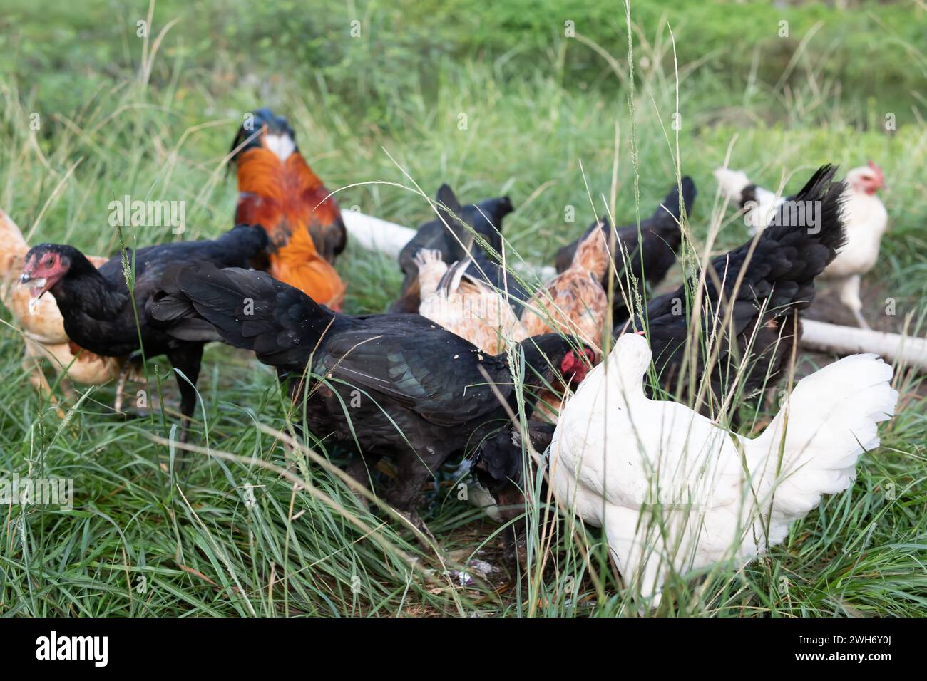 Chickens eat in traditional rural farm. Poultry farming concept Stock ...