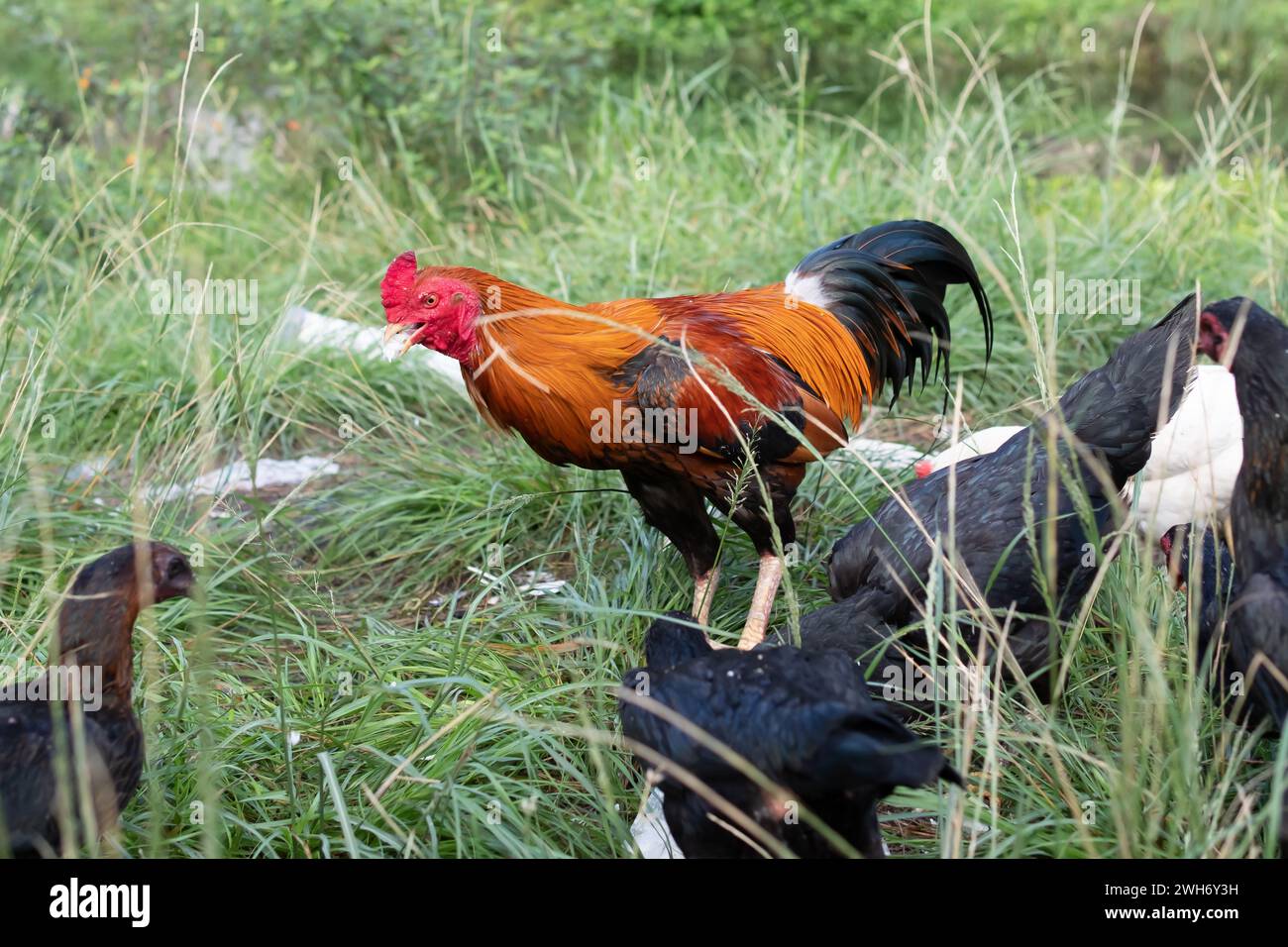 Chickens eat in traditional rural farm. Poultry farming concept Stock ...