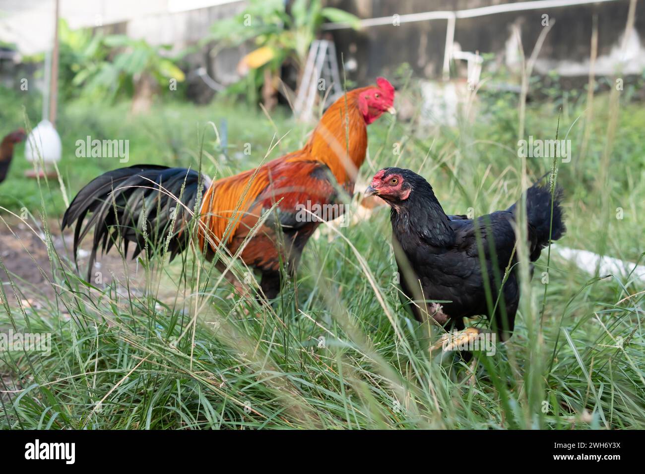 Chickens eat in traditional rural farm. Poultry farming concept Stock ...