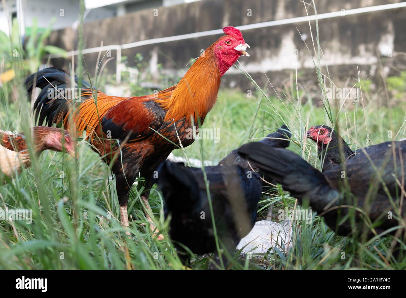 Chickens eat in traditional rural farm. Poultry farming concept Stock ...