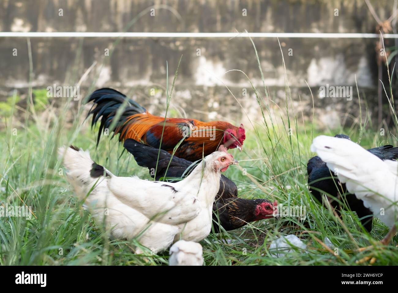 Chickens eat in traditional rural farm. Poultry farming concept Stock ...