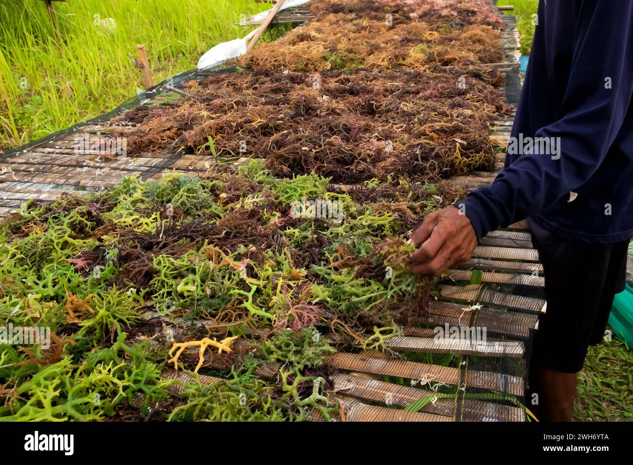 Seaweed drying. The harvested algae are dried in the sun or drained ...
