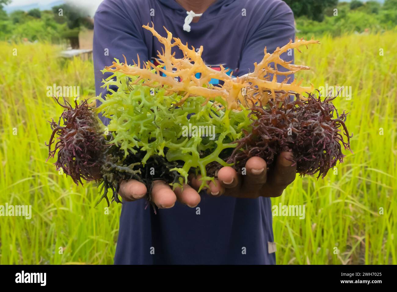 Seaweed farmer holding handful of fresh seaweed on beach at farm Stock ...