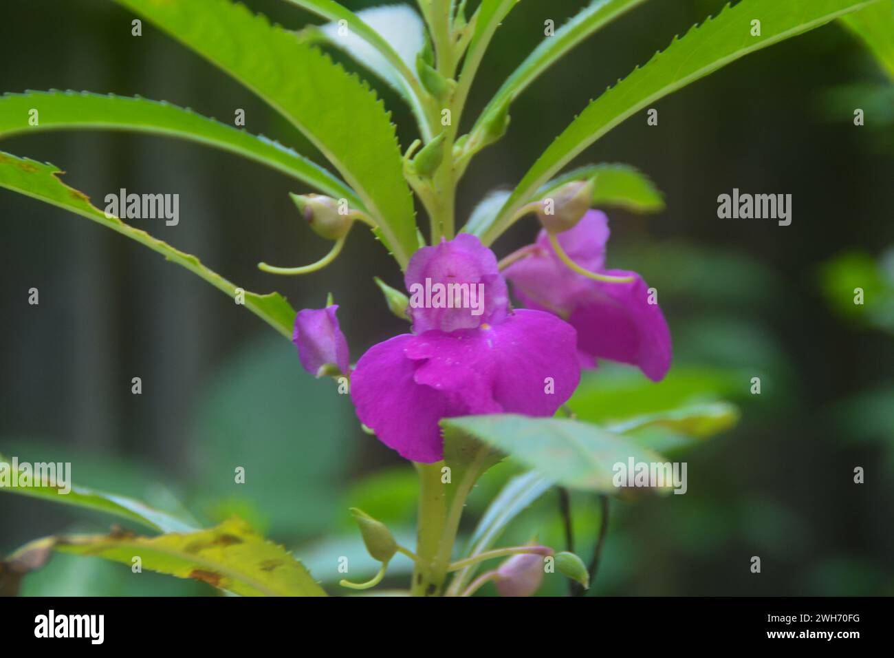 Tropical plants from Indonesia. Gardens in Indonesia Stock Photo - Alamy