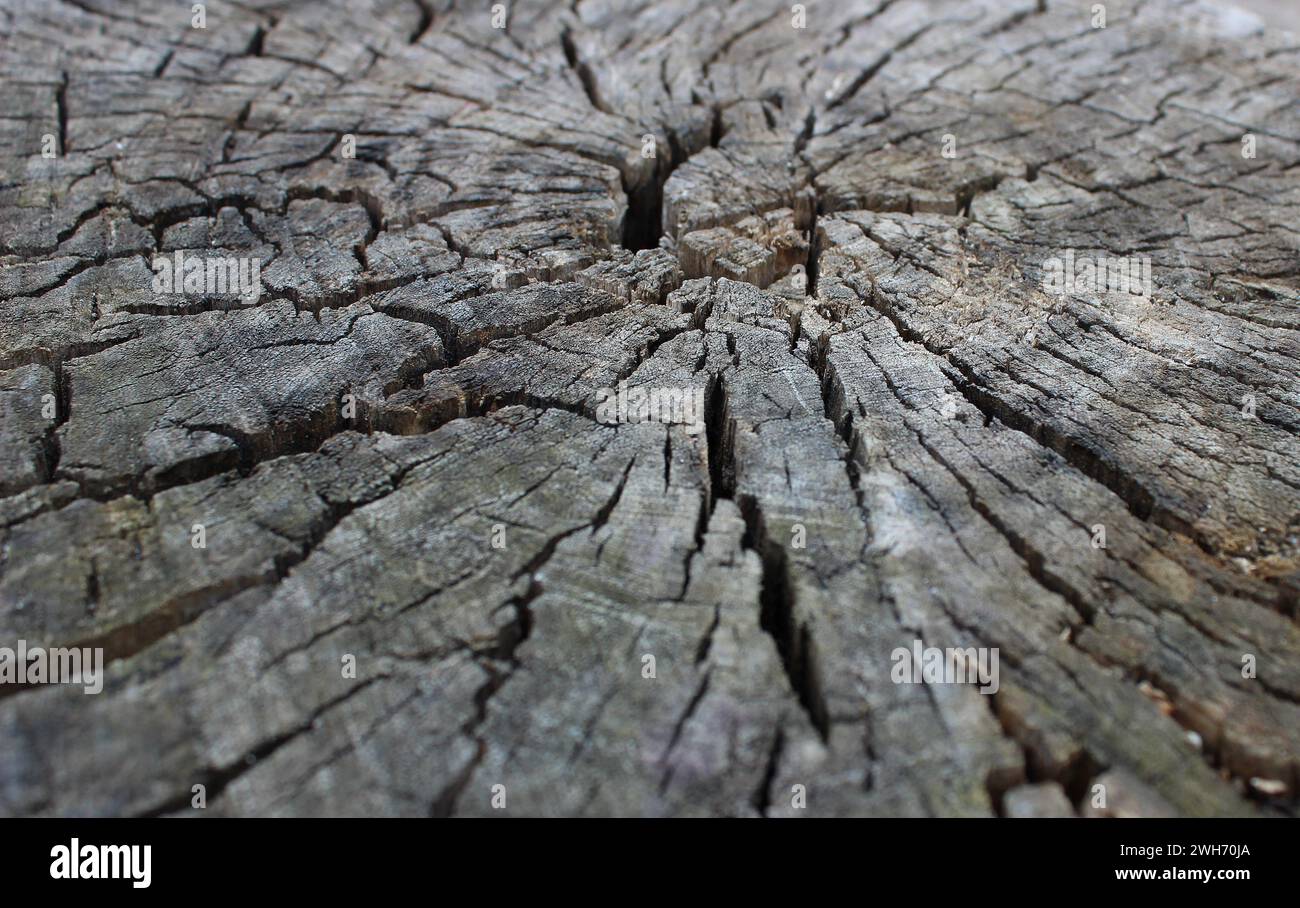 Pattern of cracks on the cut surface of a wood log closeup angle view ...