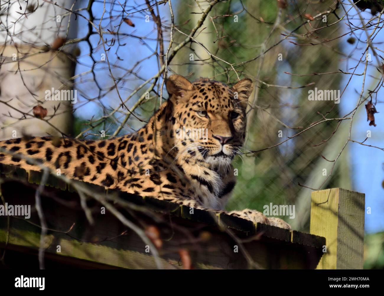 A male Amur Leopard at Dartmoor Zoo Park, Devon Stock Photo - Alamy