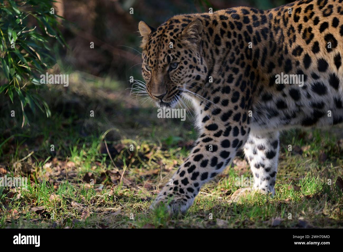 Amur leopard cat siberian leopard hi-res stock photography and images ...