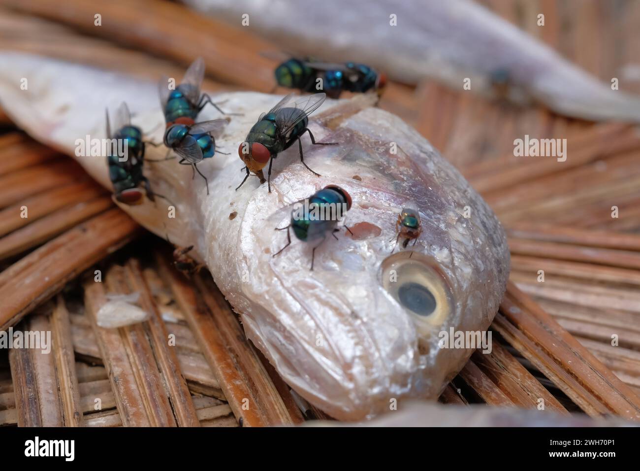Flies on food display hi-res stock photography and images - Alamy