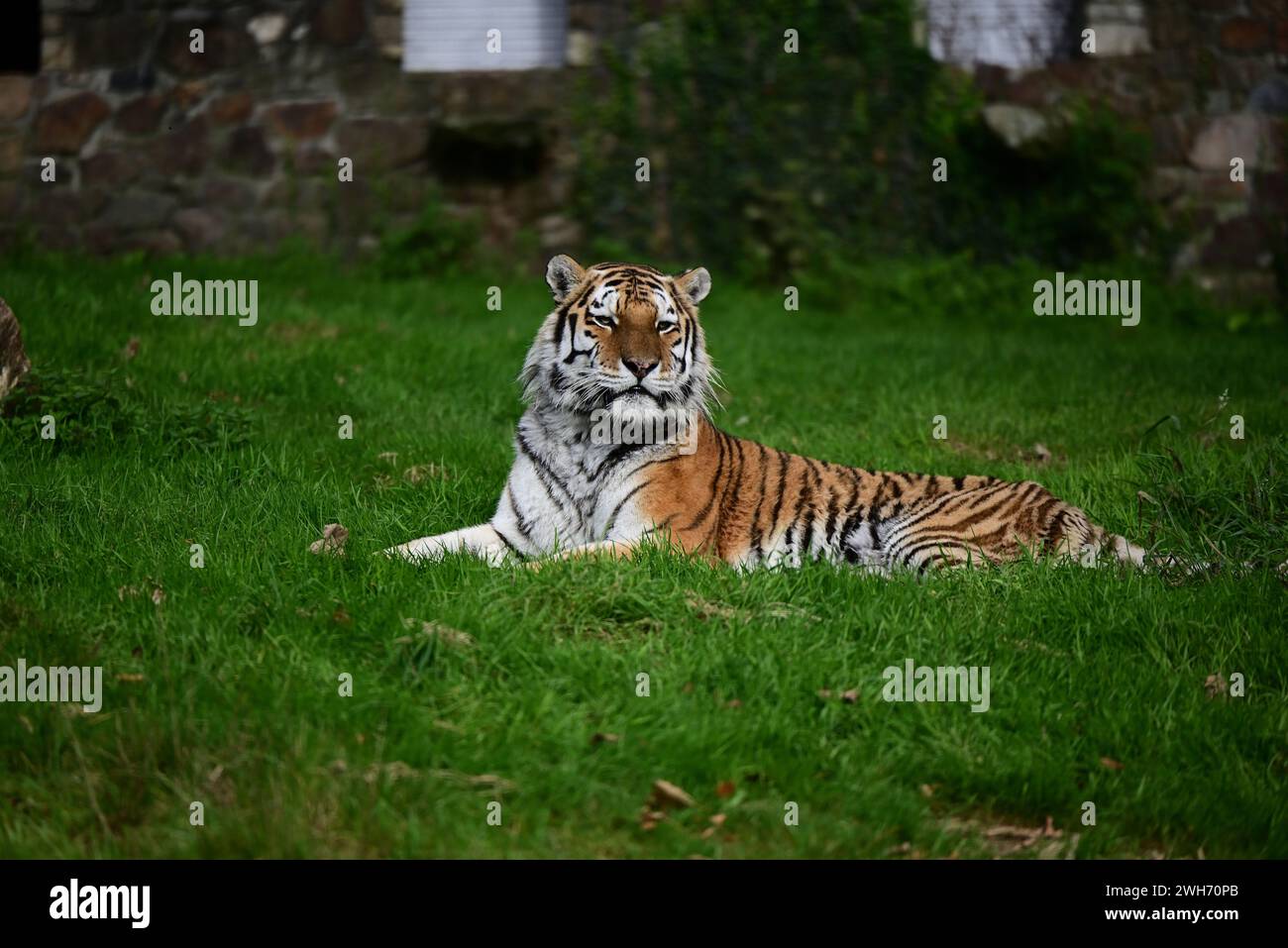 Dartmoor zoo visitors hi-res stock photography and images - Alamy