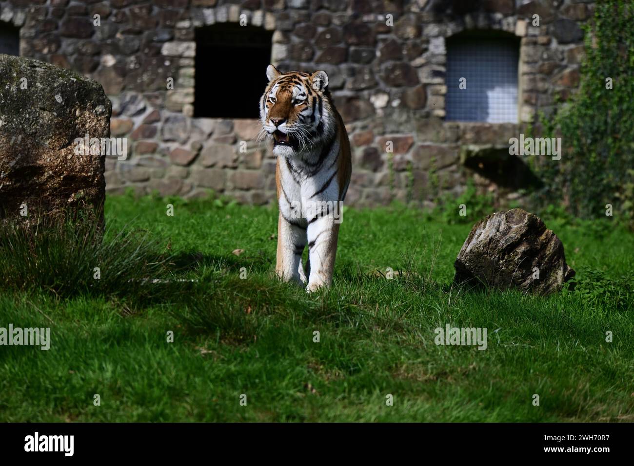 Dartmoor zoo visitors hi-res stock photography and images - Alamy