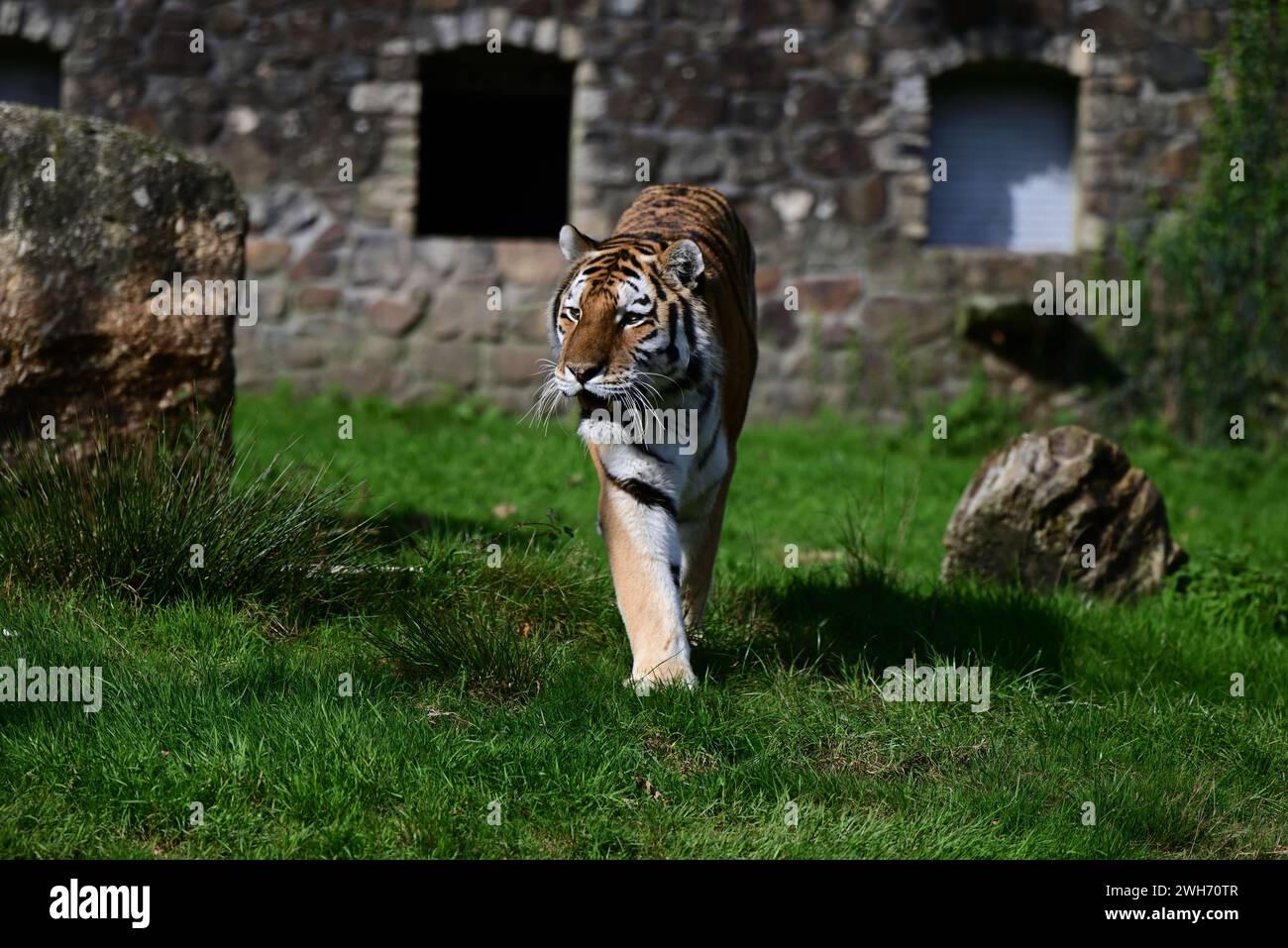 Dartmoor zoo visitors hi-res stock photography and images - Alamy