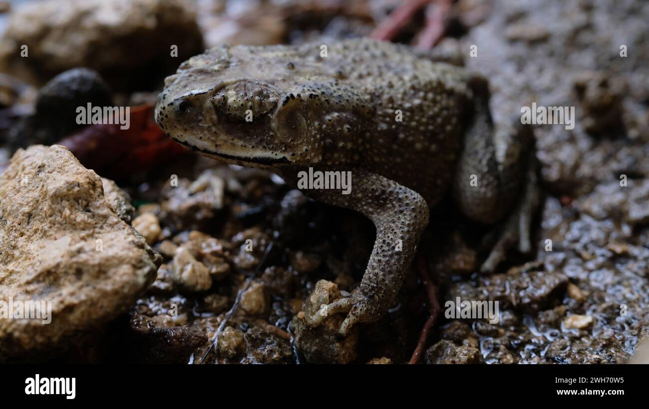 Common toad on rocks in nature Stock Photo - Alamy