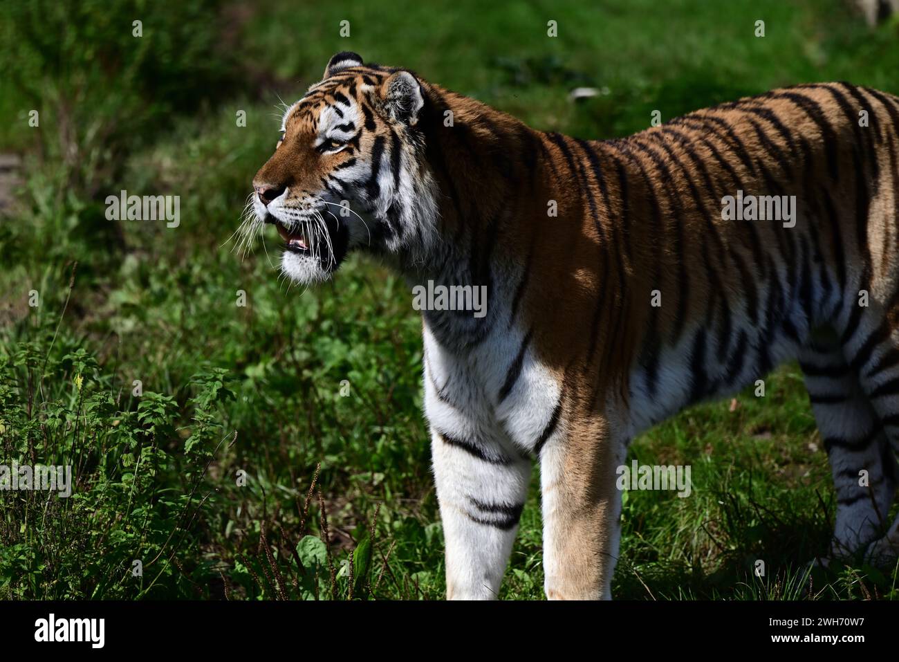 Dartmoor zoo visitors hi-res stock photography and images - Alamy