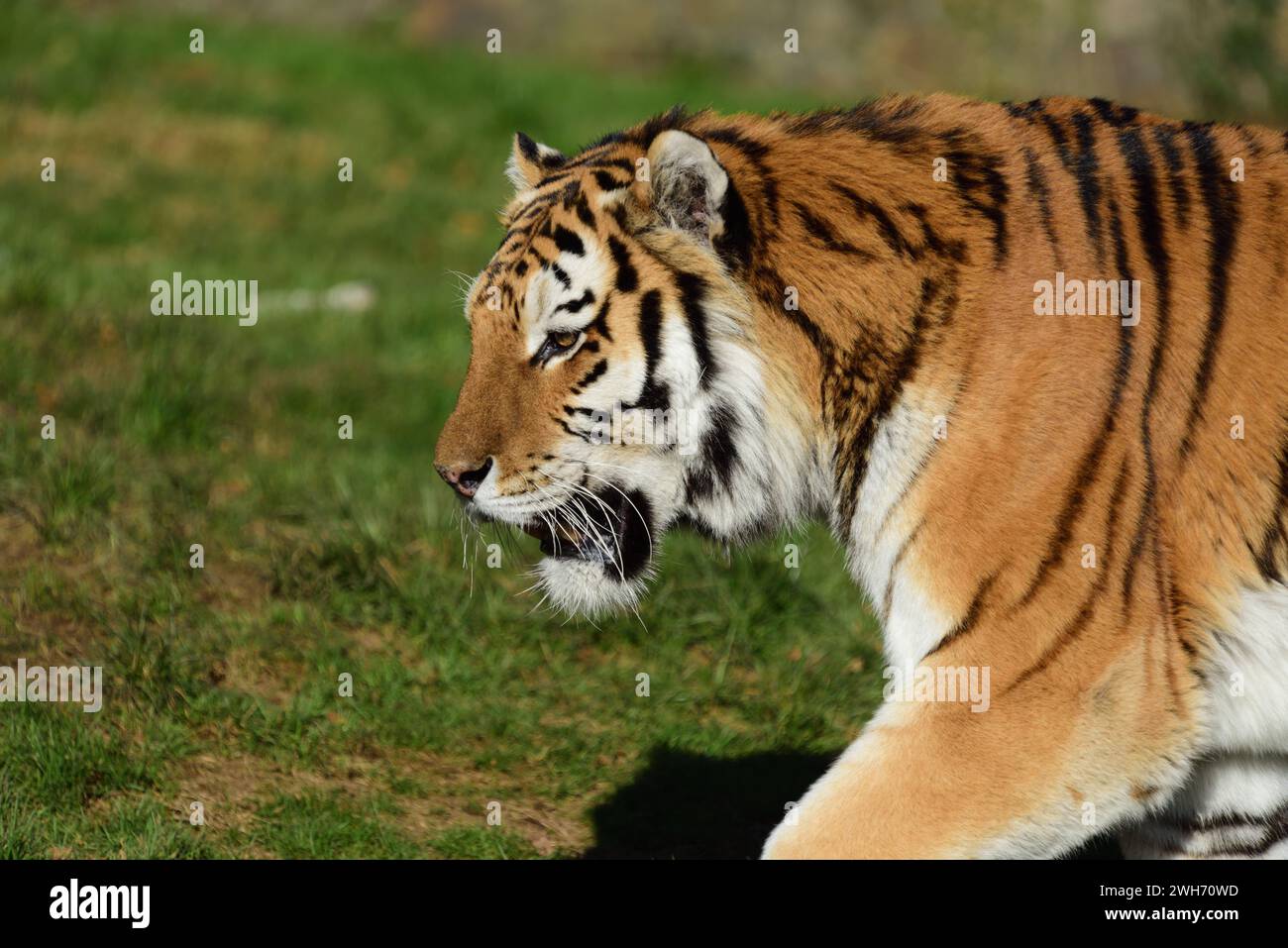 A male Amur Tiger at Dartmoor Zoo Park, Devon Stock Photo - Alamy