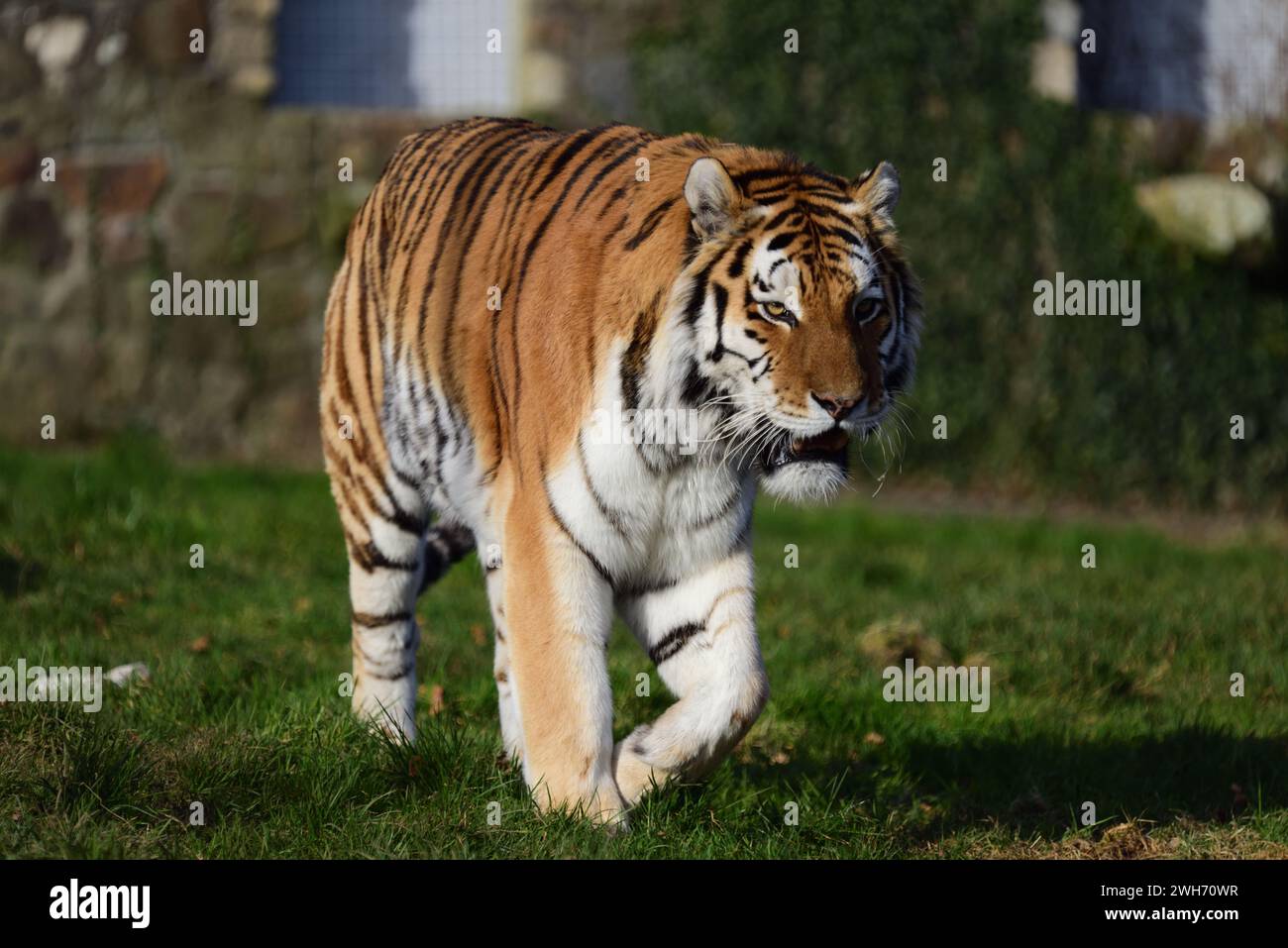 Dartmoor zoo visitors hi-res stock photography and images - Alamy