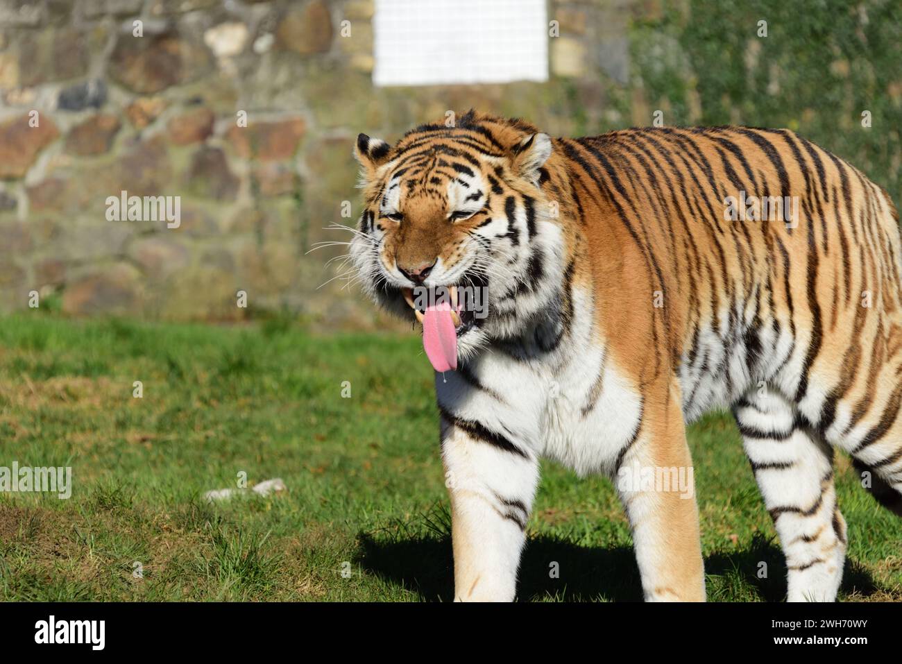 A male Amur Tiger at Dartmoor Zoo Park, Devon Stock Photo - Alamy