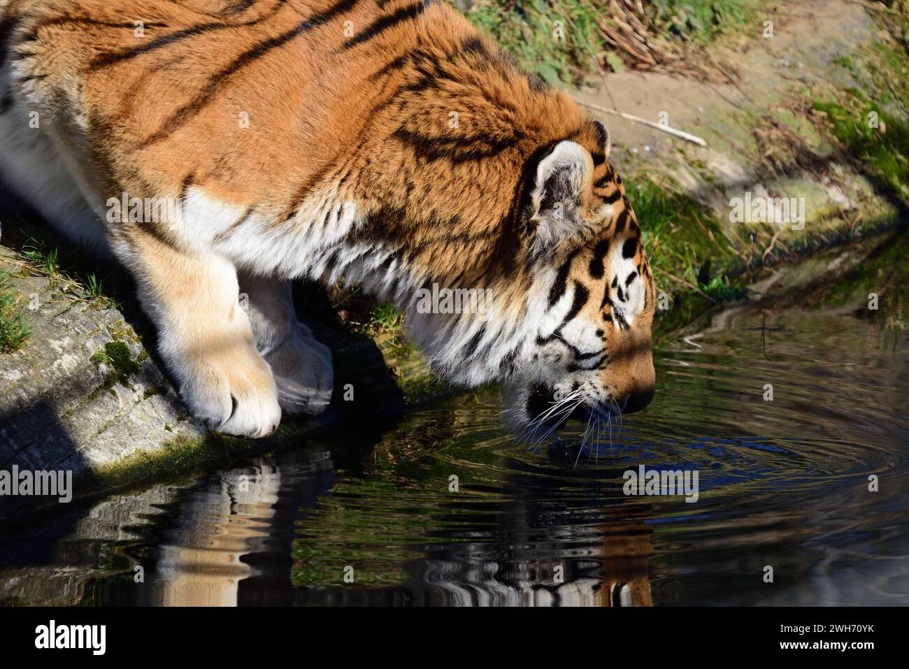 A male Amur Tiger at Dartmoor Zoo Park, Devon Stock Photo - Alamy