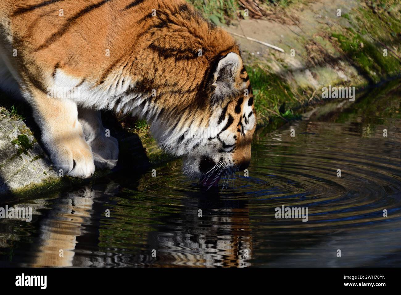 A male Amur Tiger at Dartmoor Zoo Park, Devon Stock Photo - Alamy