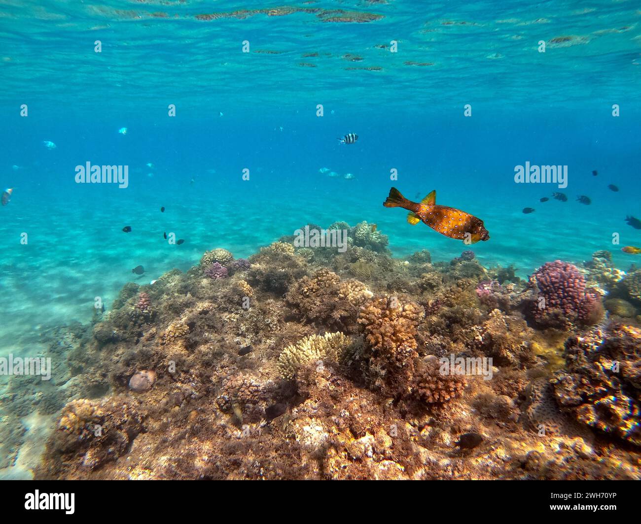 Red Sea Toby known as Canthigaster margaritata underwater at the coral ...
