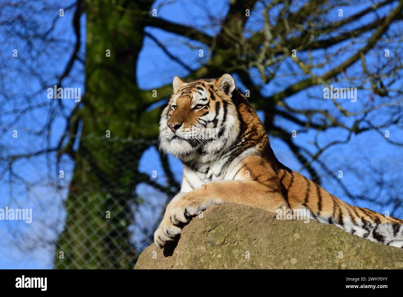 A male Amur Tiger at Dartmoor Zoo Park, Devon Stock Photo - Alamy