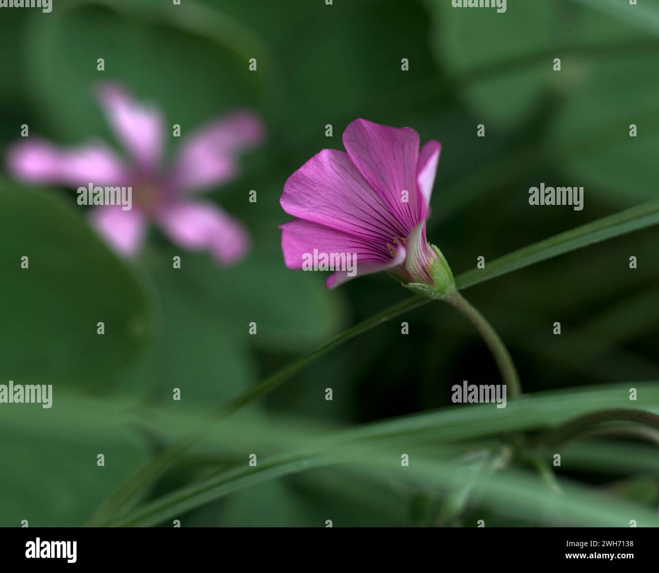 small magenta flowers of Oxalis Stock Photo - Alamy