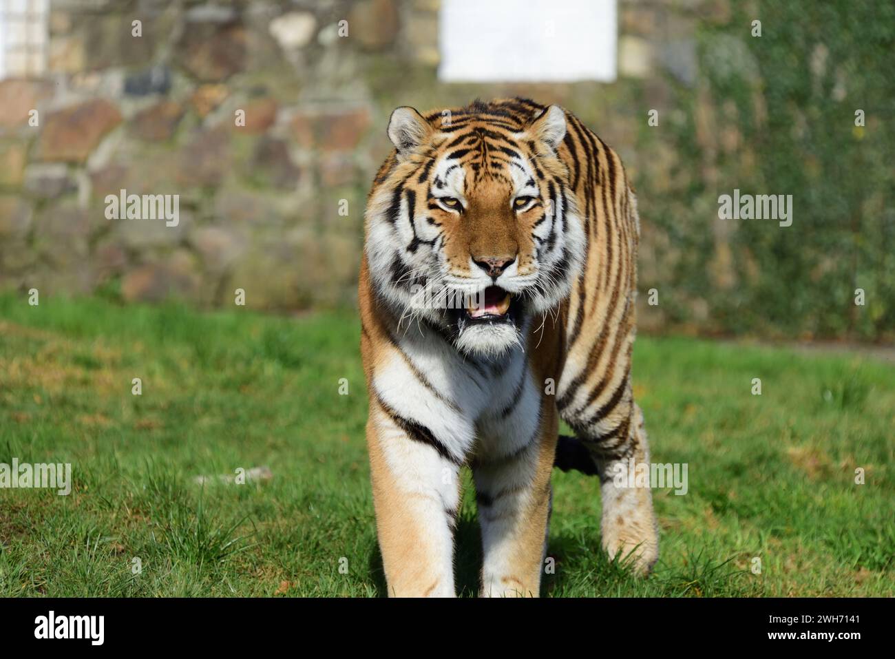 Full face tiger hi-res stock photography and images - Alamy