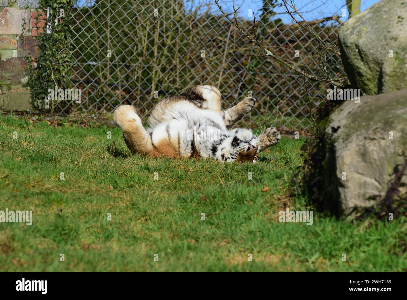 A male Amur Tiger at Dartmoor Zoo Park, Devon Stock Photo - Alamy