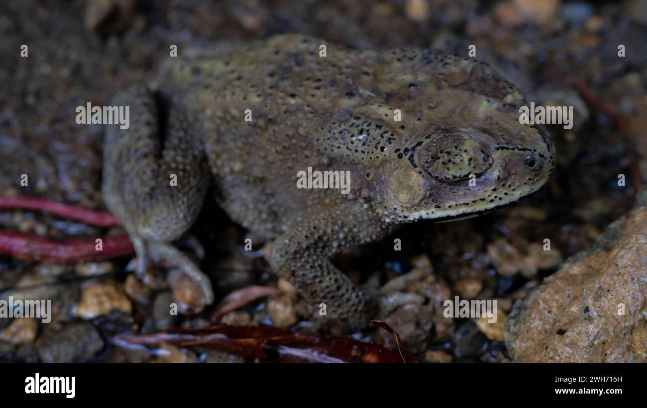 Common toad on rocks in nature Stock Photo - Alamy