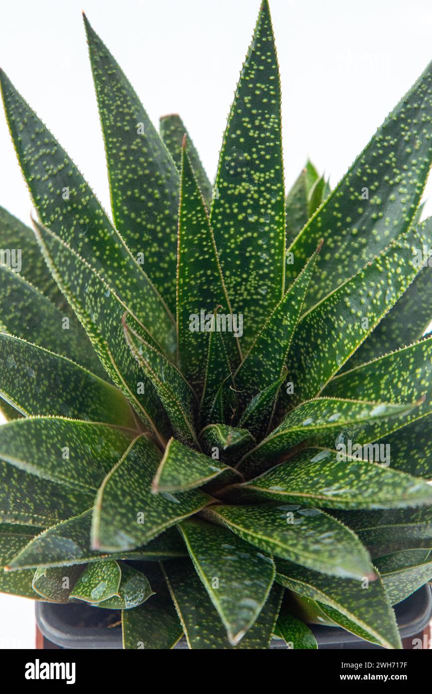 Haworthia Aloe Flow plant succulent in pot. Green little flower on ...