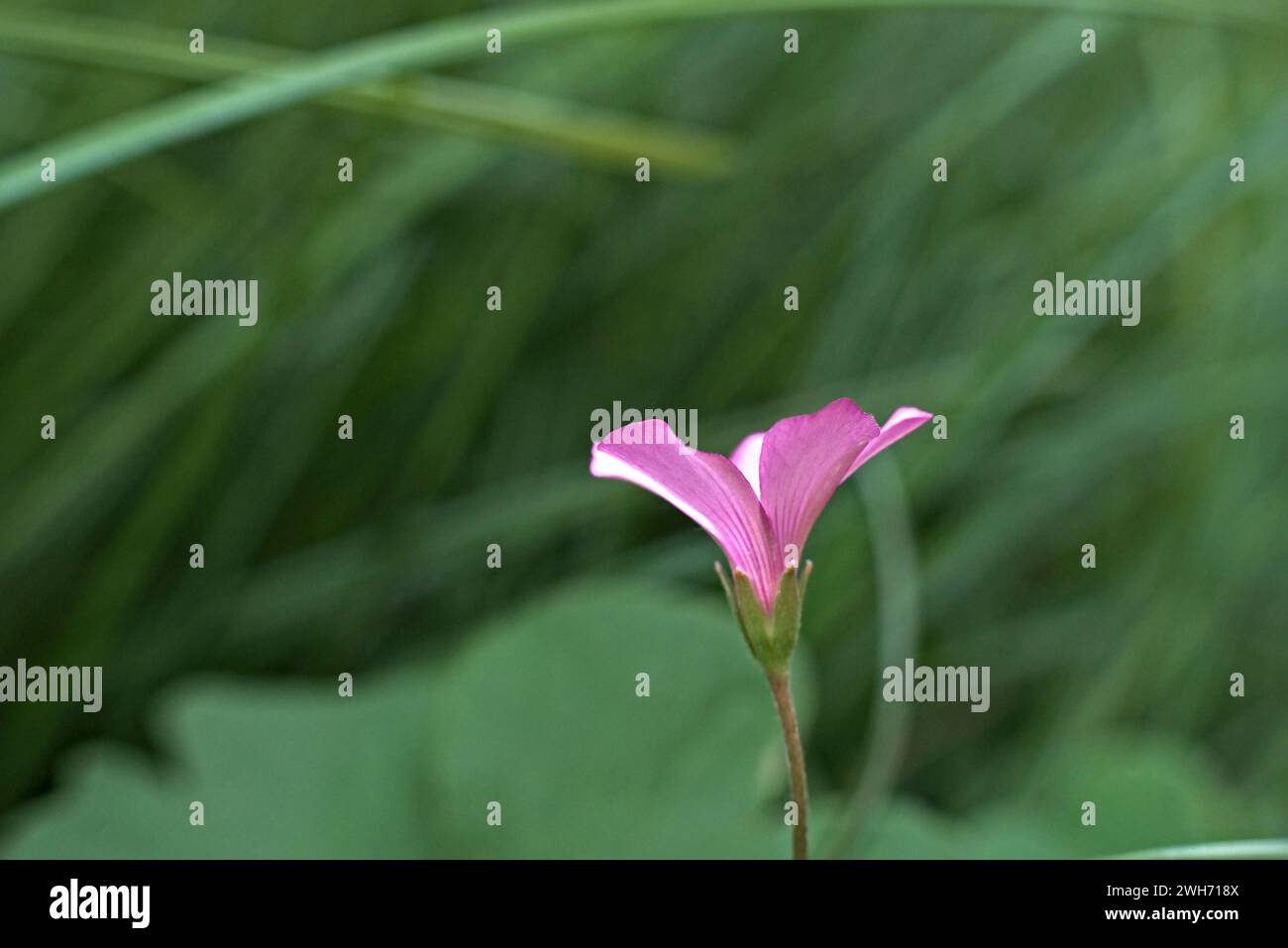 small magenta flowers of Oxalis Stock Photo - Alamy