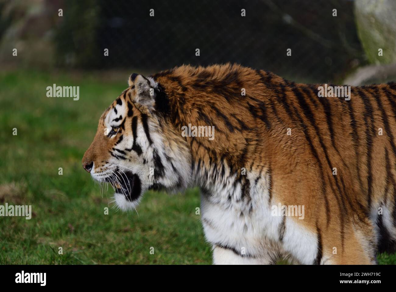 Dartmoor zoo visitors hi-res stock photography and images - Alamy
