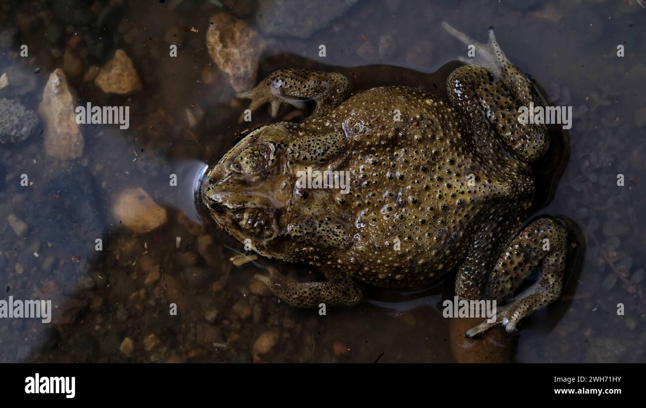 Common toad on rocks in nature Stock Photo - Alamy