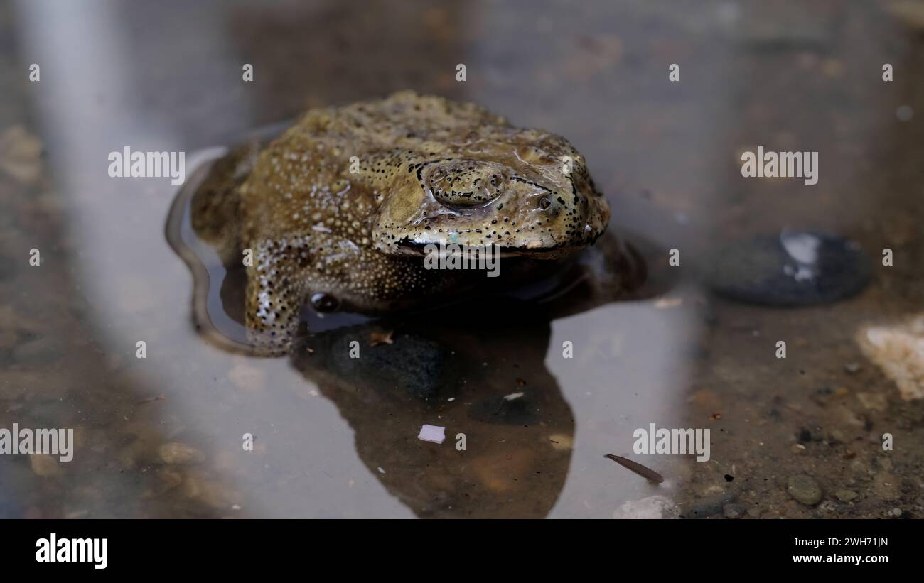 Common toad on rocks in nature Stock Photo - Alamy