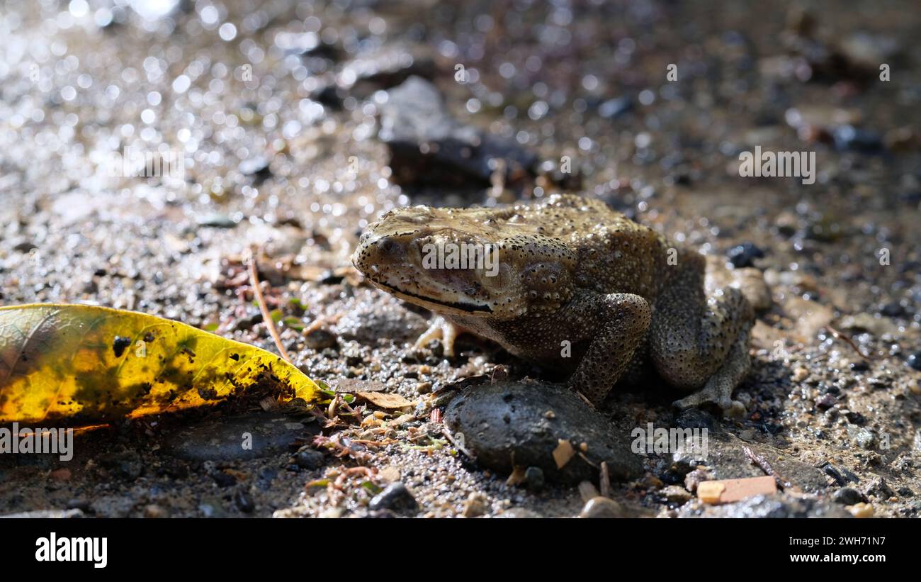 Common toad on rocks in nature Stock Photo - Alamy