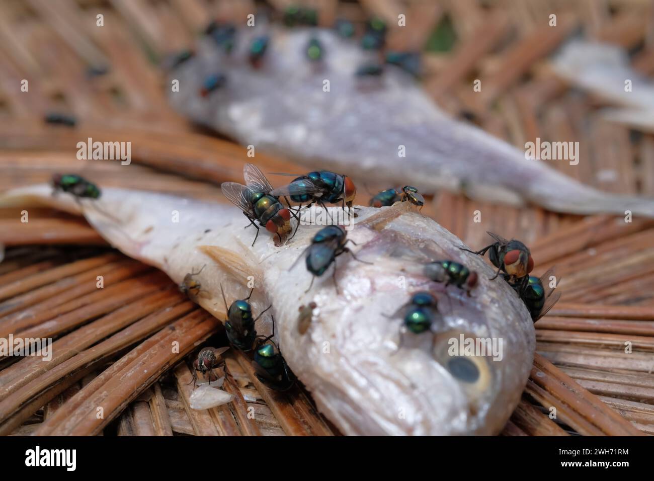 Flies on food closeup hi-res stock photography and images - Alamy