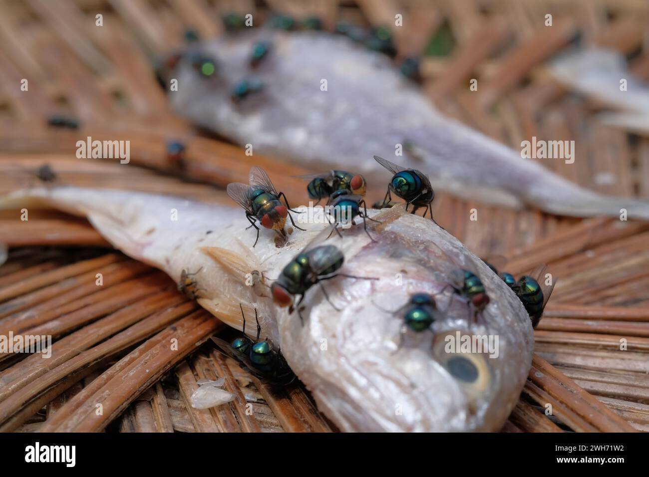 Flies on food closeup hi-res stock photography and images - Alamy